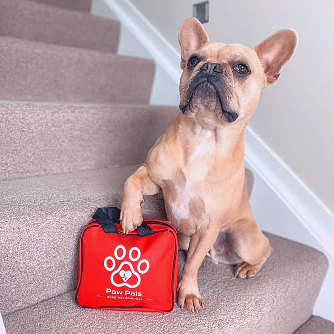Pet First Aid Essentials | Paw Palz | First Aid Kits, Guides & More